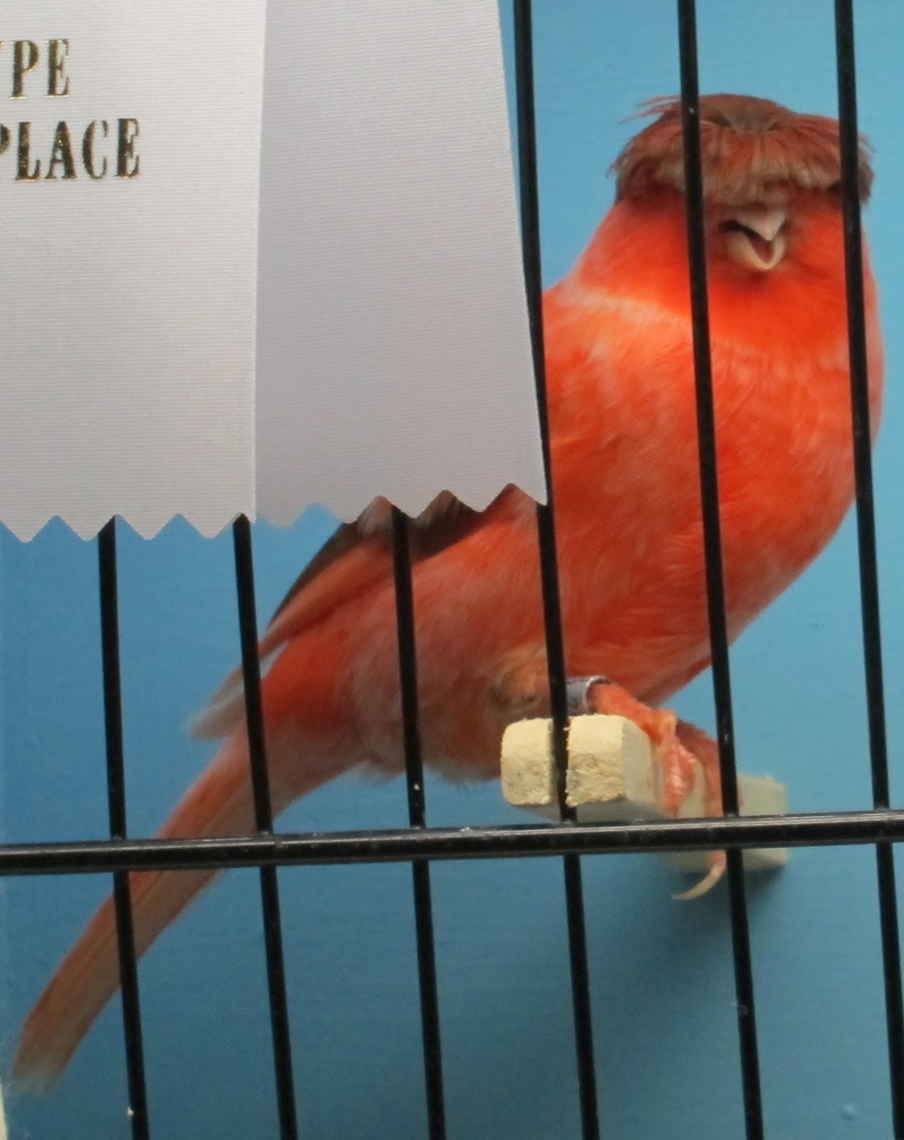 Canary Tales: Winners Florida Canary fanciers Bird Show