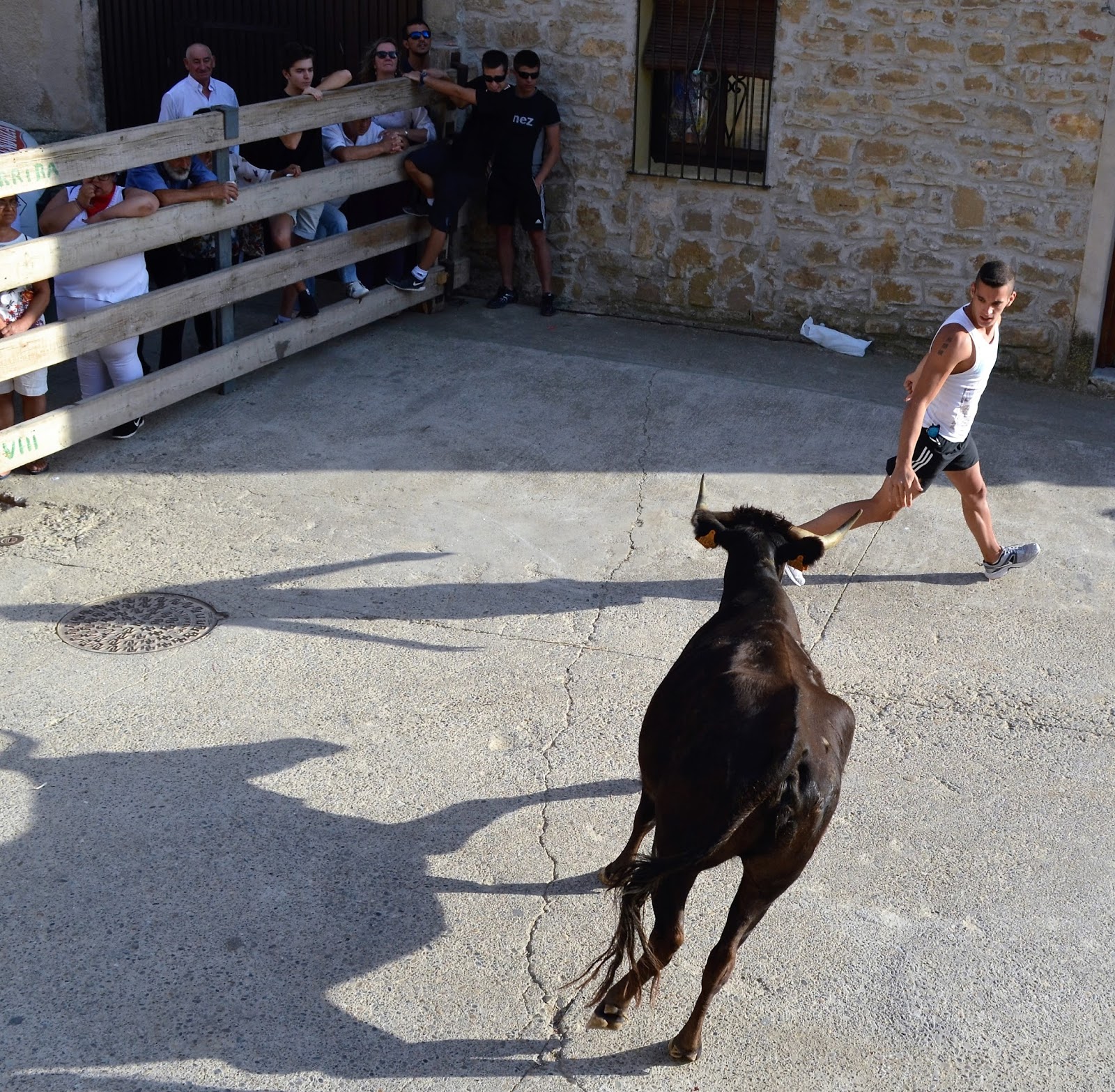 cosasdeantonio: Vacas Hermanas Azcona (3)
