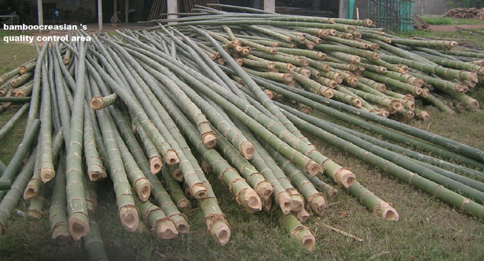 Quality Bamboo and Asian Thatch: Creasian's Bamboo Poles-Wholesale ...