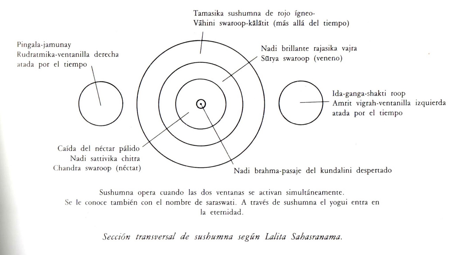 Conciencia Yoga: Nadis Sushumna, Ida y Pingala