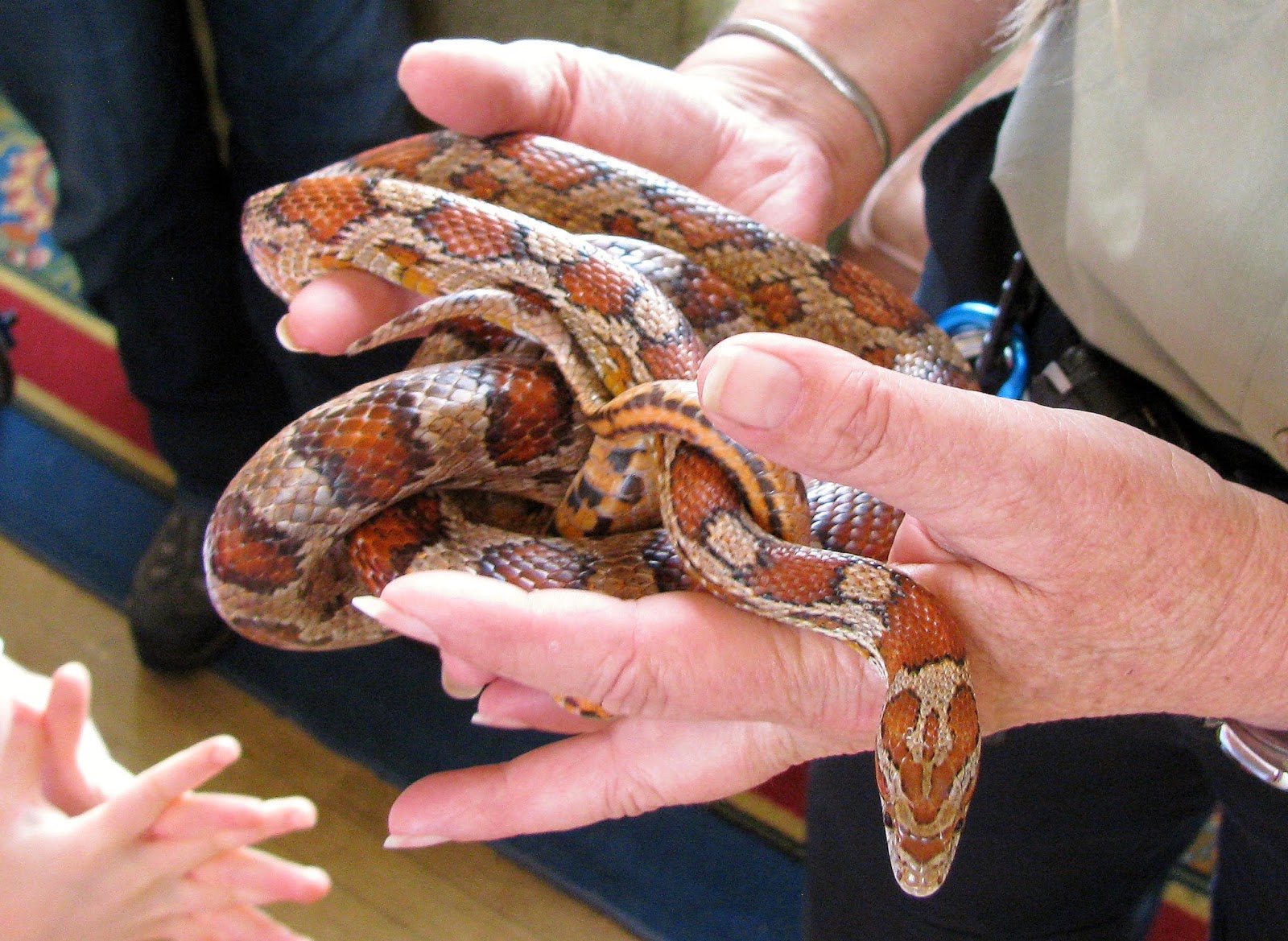 Tales From The Wood Booger: Goodness Snakes Alive!