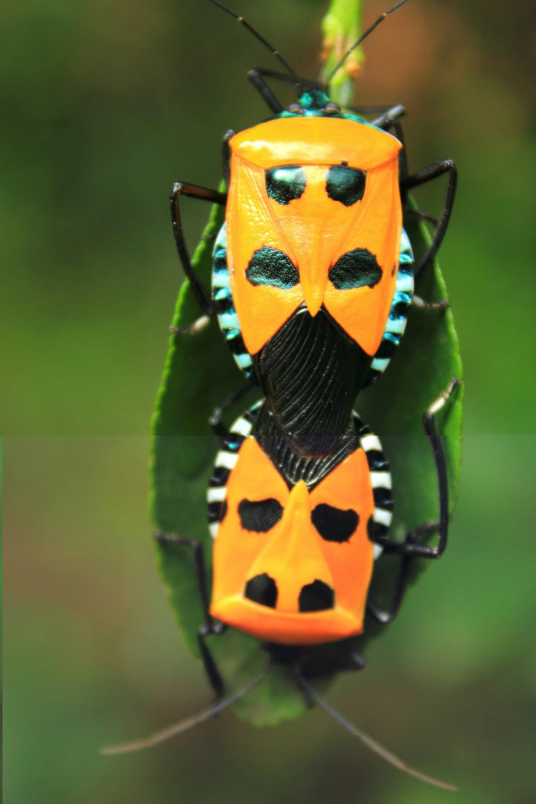 Myclicks: Samurai Beetle