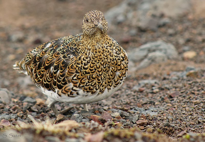 Aves Australes: Perdicita Cordillerana Austral