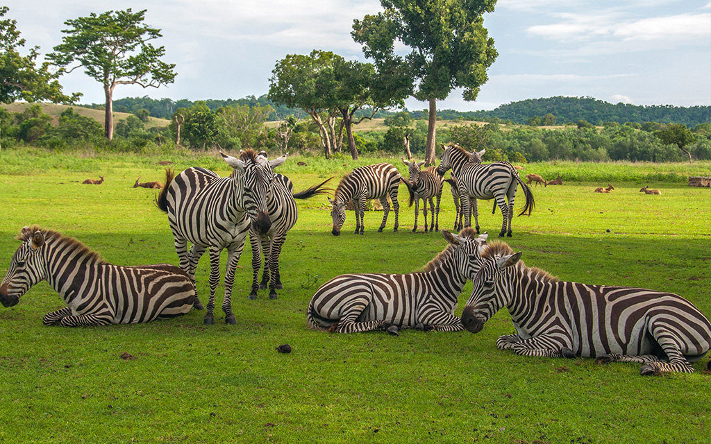 TARA Pilipinas!: Calauit Safari Park