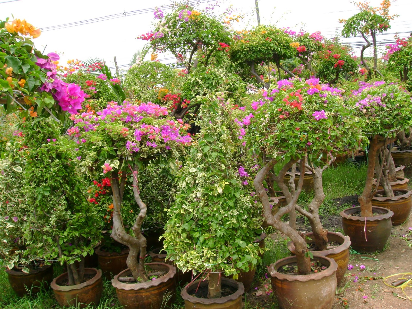 Plant Nursery: bonsai bails