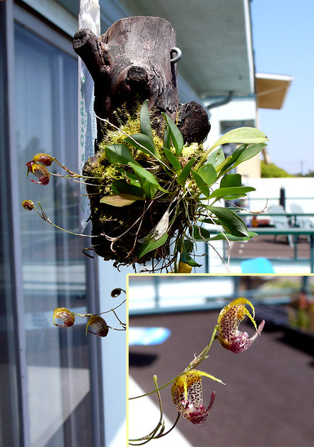 Scaphosepalum rapax care and culture | Travaldo's blog