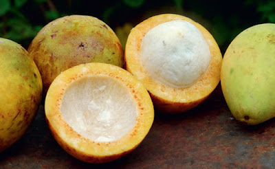 FRUTAS BRASIL: Cultura do Bacuri