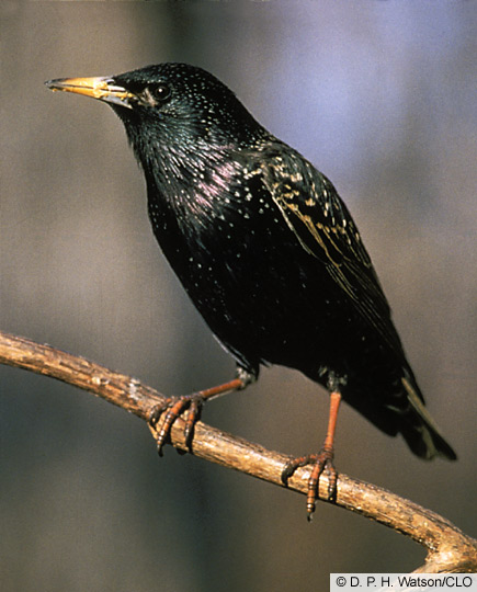 Mr. Williams 6th Grade Science Blog: Bird of the Week X - Monday ...