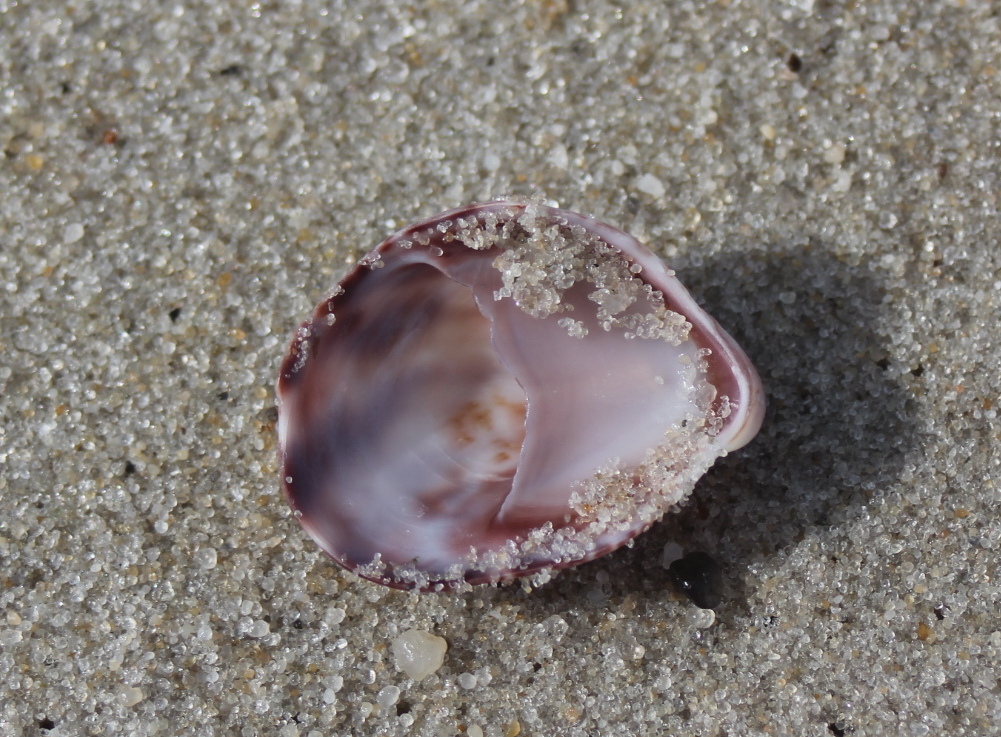 Birds, Butterflies and Sunsets: Slipper Shells for Blanche