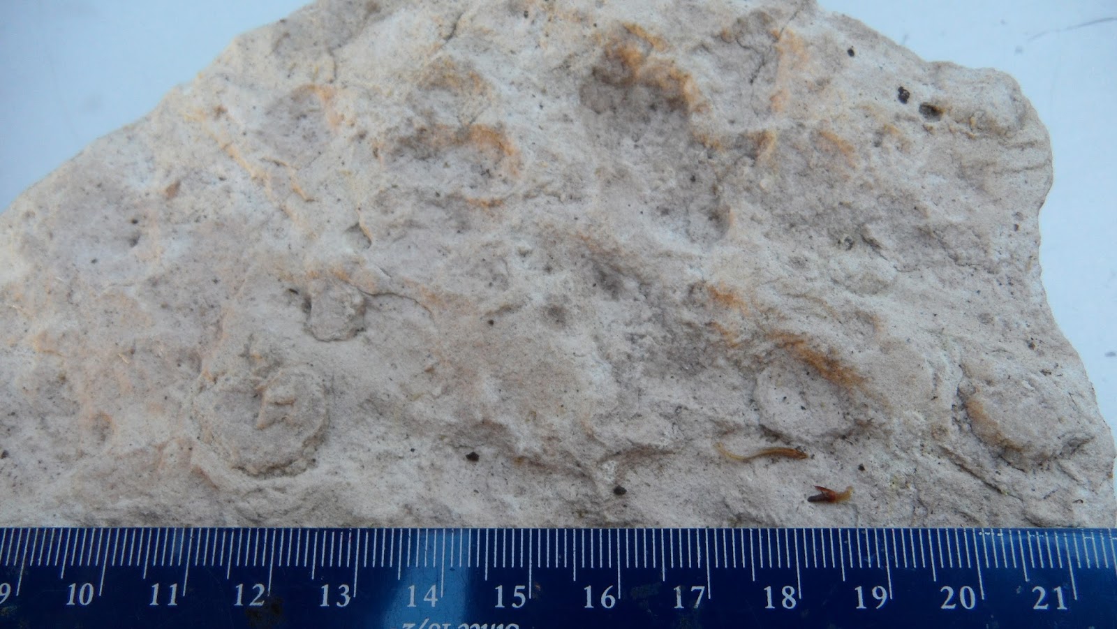 Fossils and Geology of Lanark County, Ontario: Problematic Markings ...