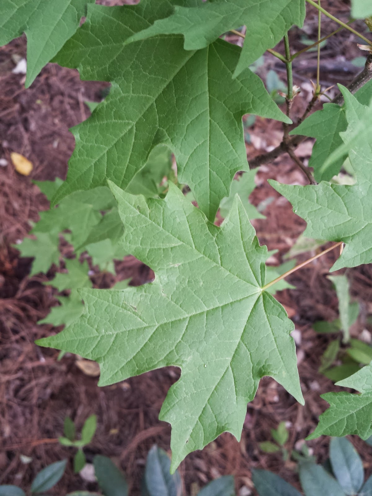Los árboles: Maple (Arce) Canadiense