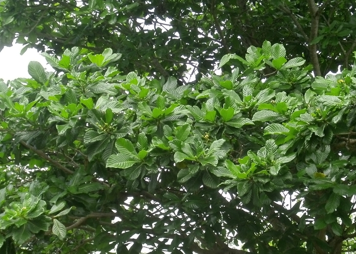 Guayana: Eje Sur Upata Santa Elena de Uairén: Caruto Genipa americana ...