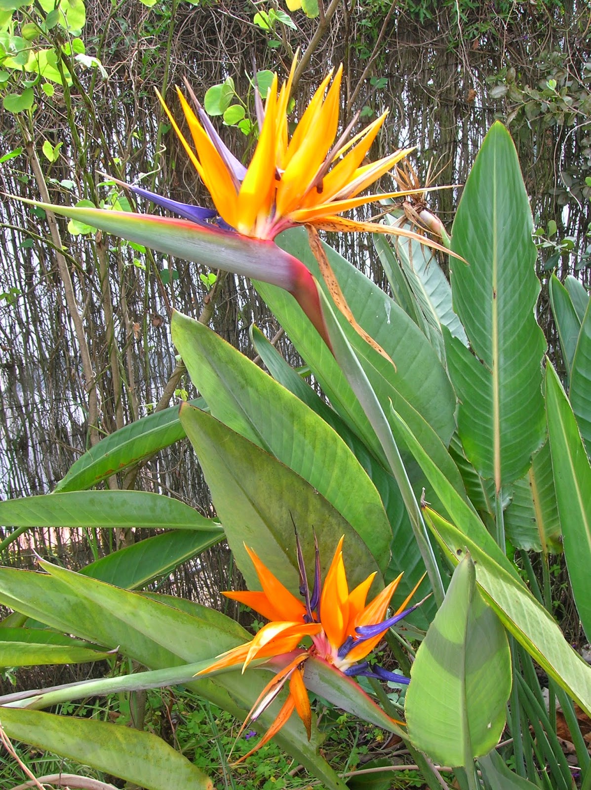 Recregarden: STRELITZIA REGINAE