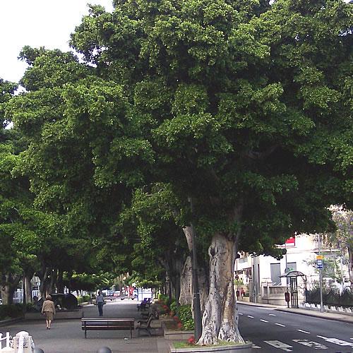 Comentarios: Árboles