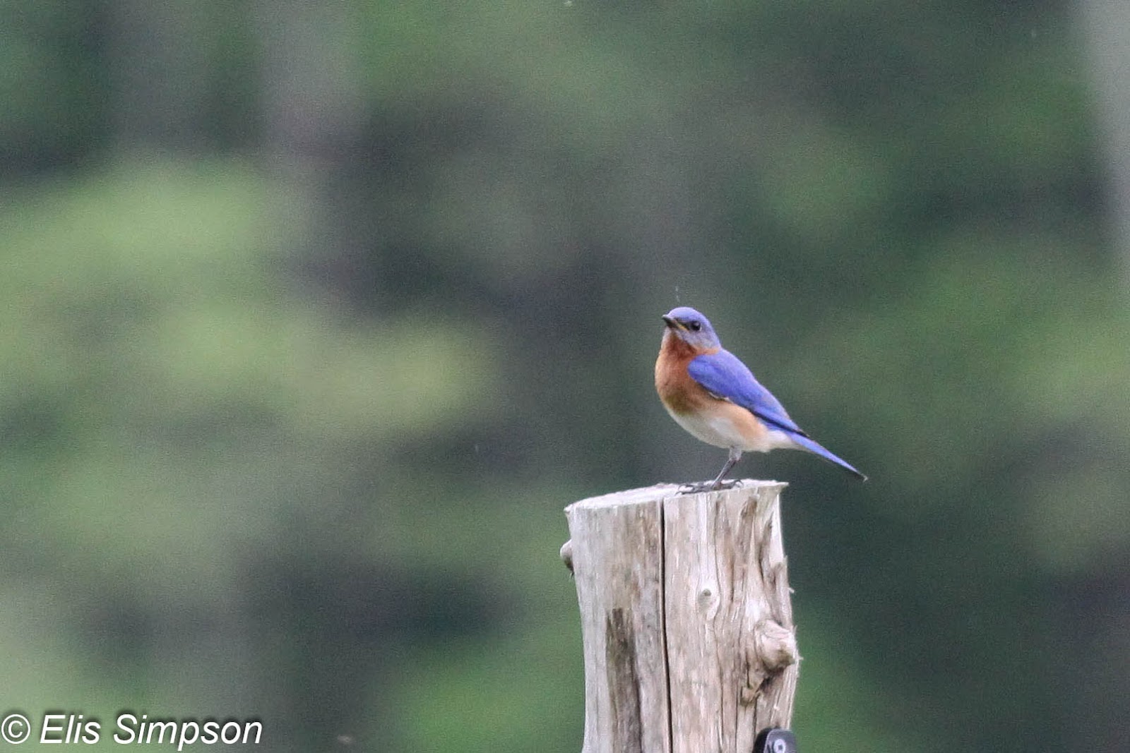 Rick Simpson Birding: River Road, Kent (CT)