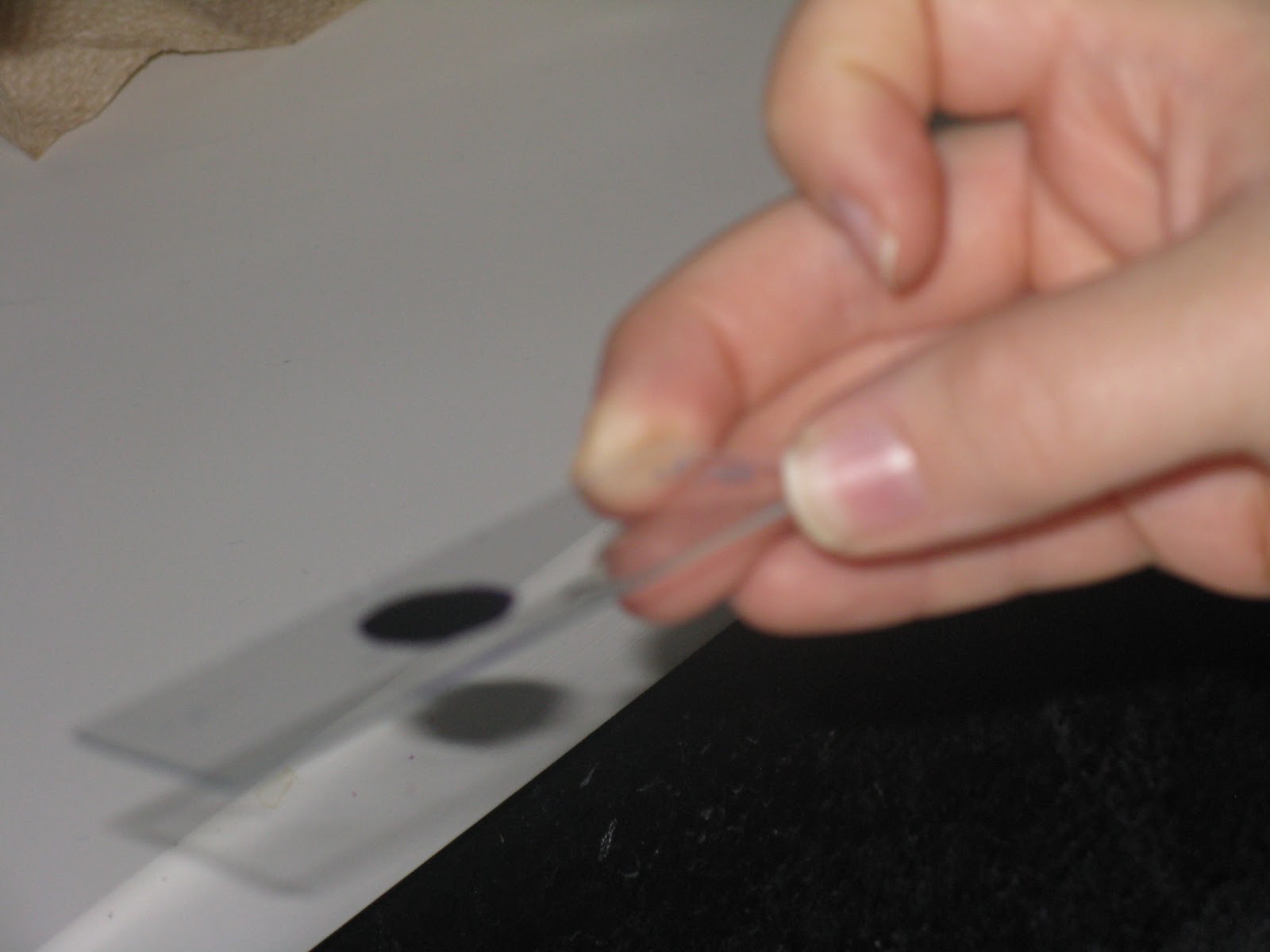 Samantha and Sarah's Microbiology Lab Journal: Staining Bacteria ...