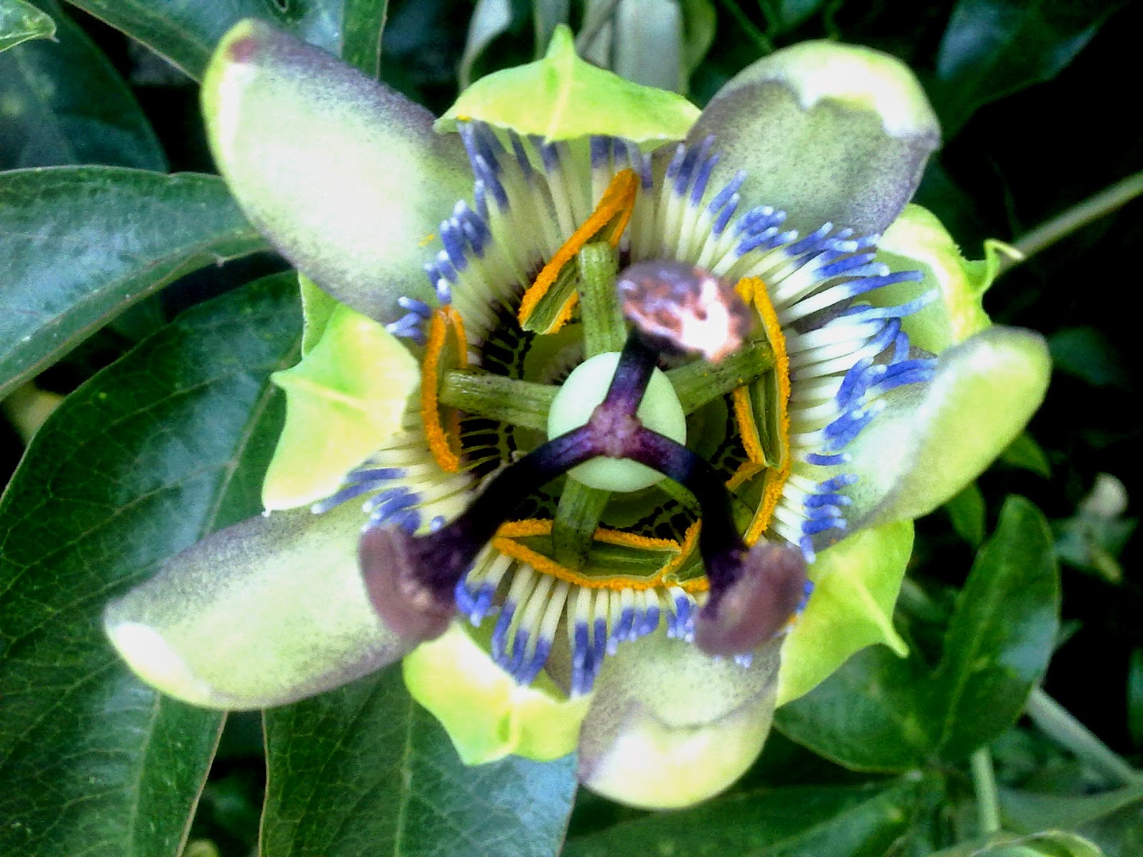 Pátria Pequena: Primeira flor