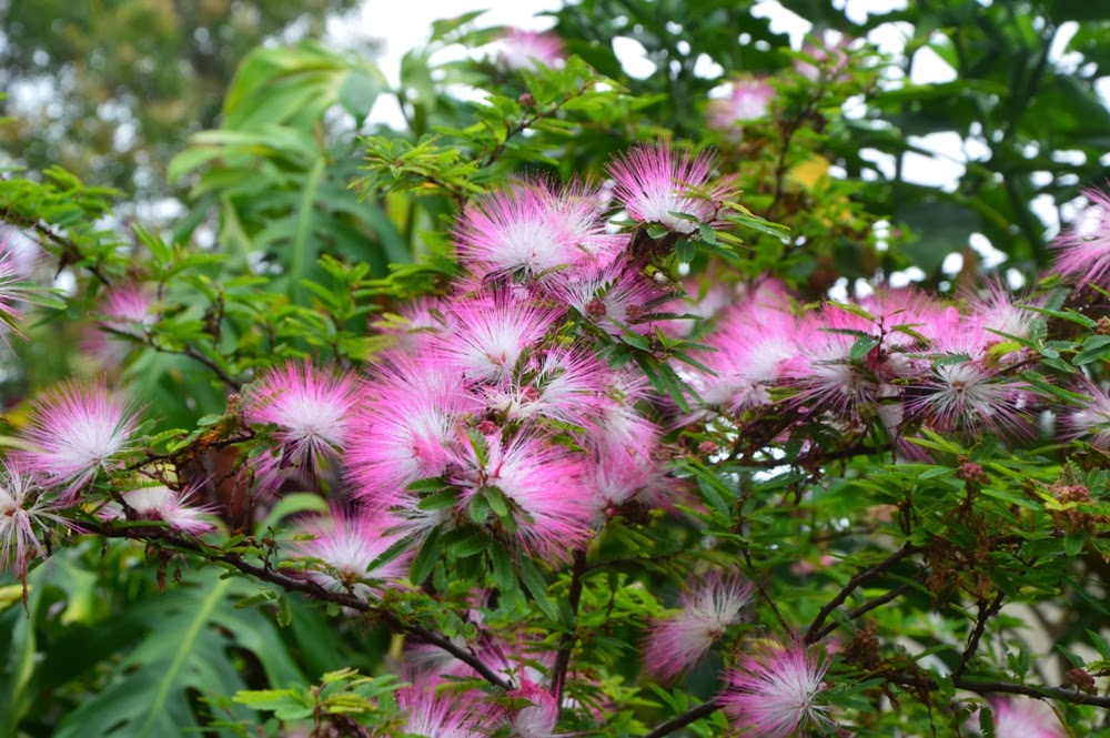 Tropical Breeze is a Sydney tropical garden filled with a wide variety ...