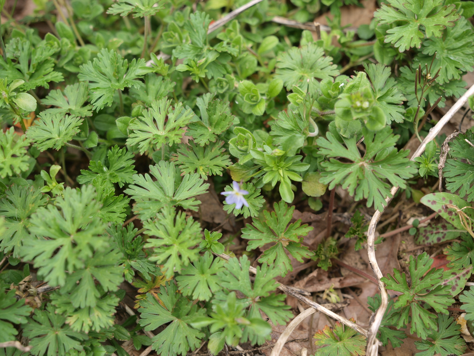 KnitOwl: Spring Sarvis and Garden