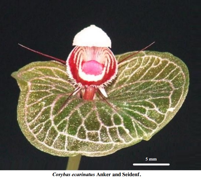 Species New to Science: [Botany • 2000] Corybas ecarinatus | เอื้อง ...