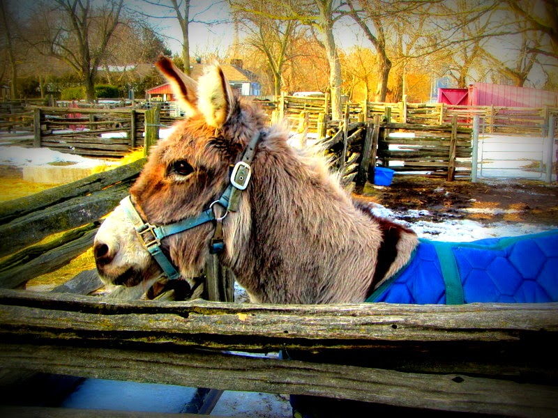 Montreal Simon: Rob Ford and the Lost Animals of Far Enough Farm