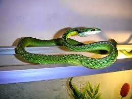 Culebra-perico gargantilla o serpiente loro de la costa pacifica ...