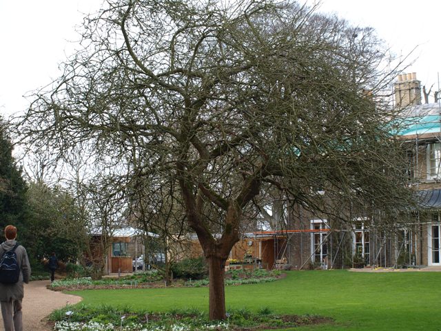 Yucky sick apples near a bridge over the River Cam