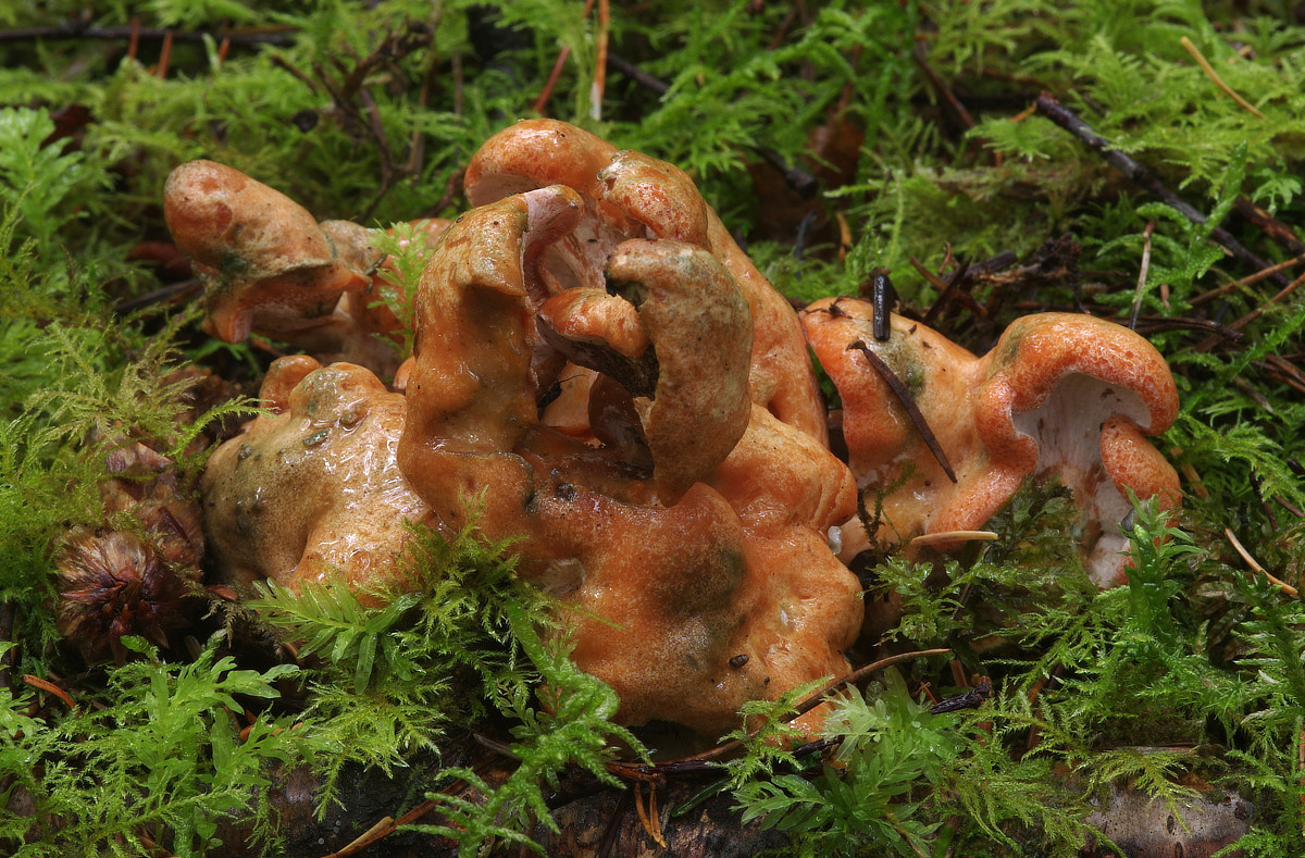 Wildeep's Illuminations: Hypomyces lateritius