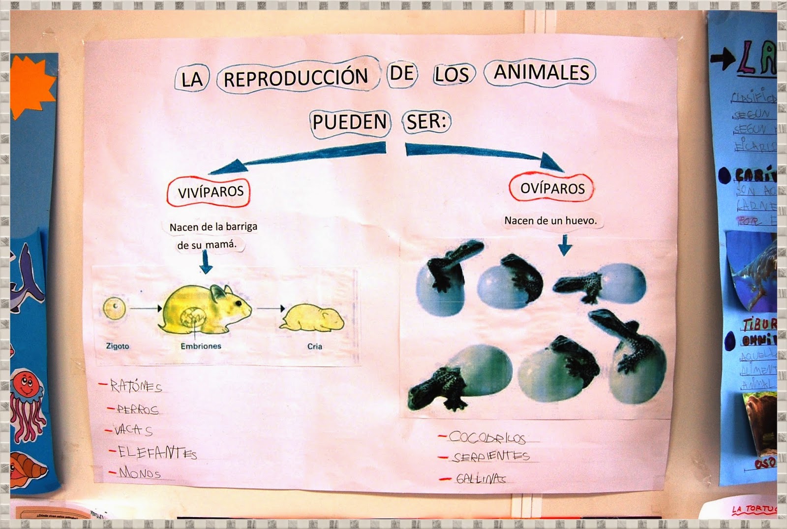 EDUCACIÓN INFANTIL curso 2013/2014: La reproducción de los animales