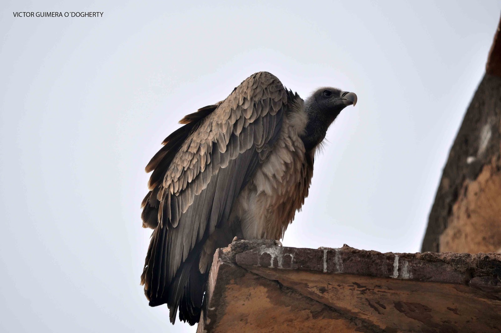 Mis imágenes de aves: FOTOS DEL BUITRE PICOFINO