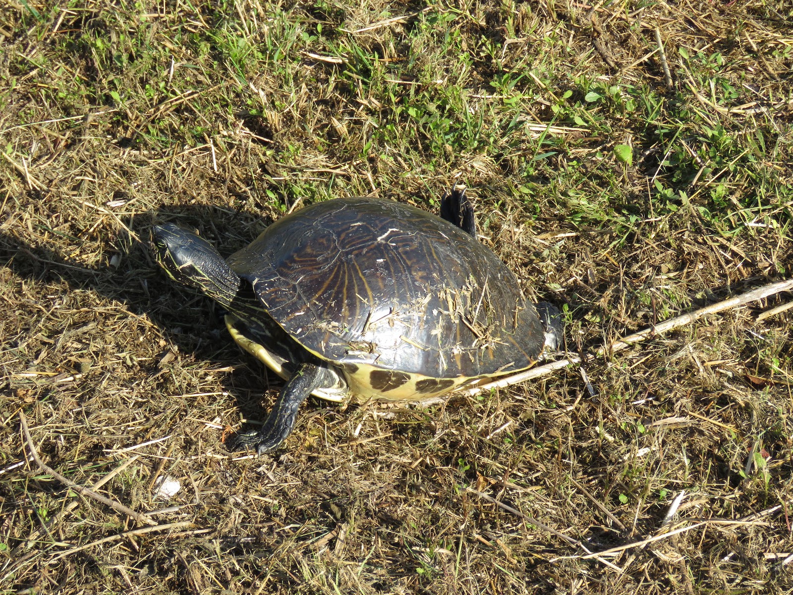 Bird & Travel Photos, Birding Sites, Bird Information: PENINSULA COOTER ...