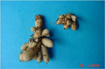 Don't Tamper With My Yampah