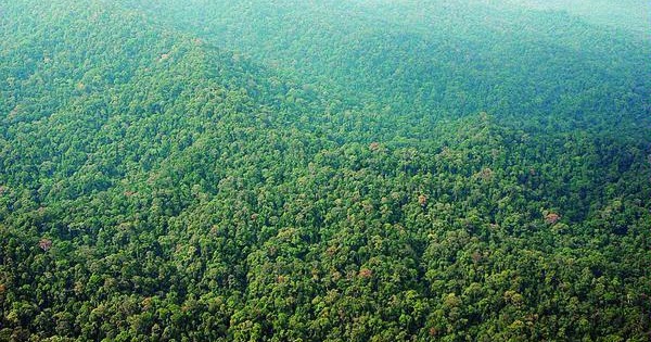 Hutan Homogen dan Heterogen