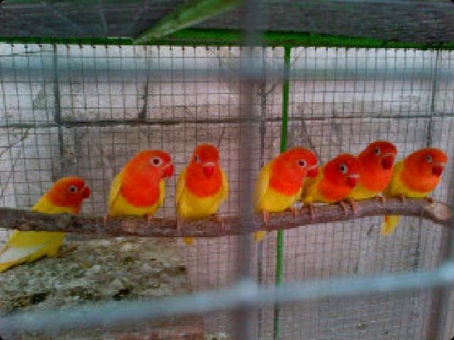 BnR Bird Farm: profil indukan burung lovebird