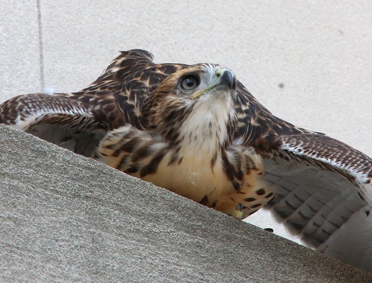 Hawkwatch at the Franklin Institute: Young hawks out on the town