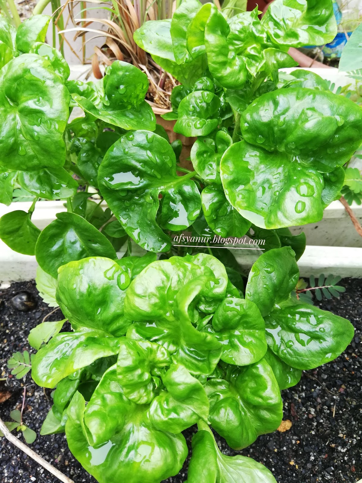 Afsyanur.com: Bayam Brazil