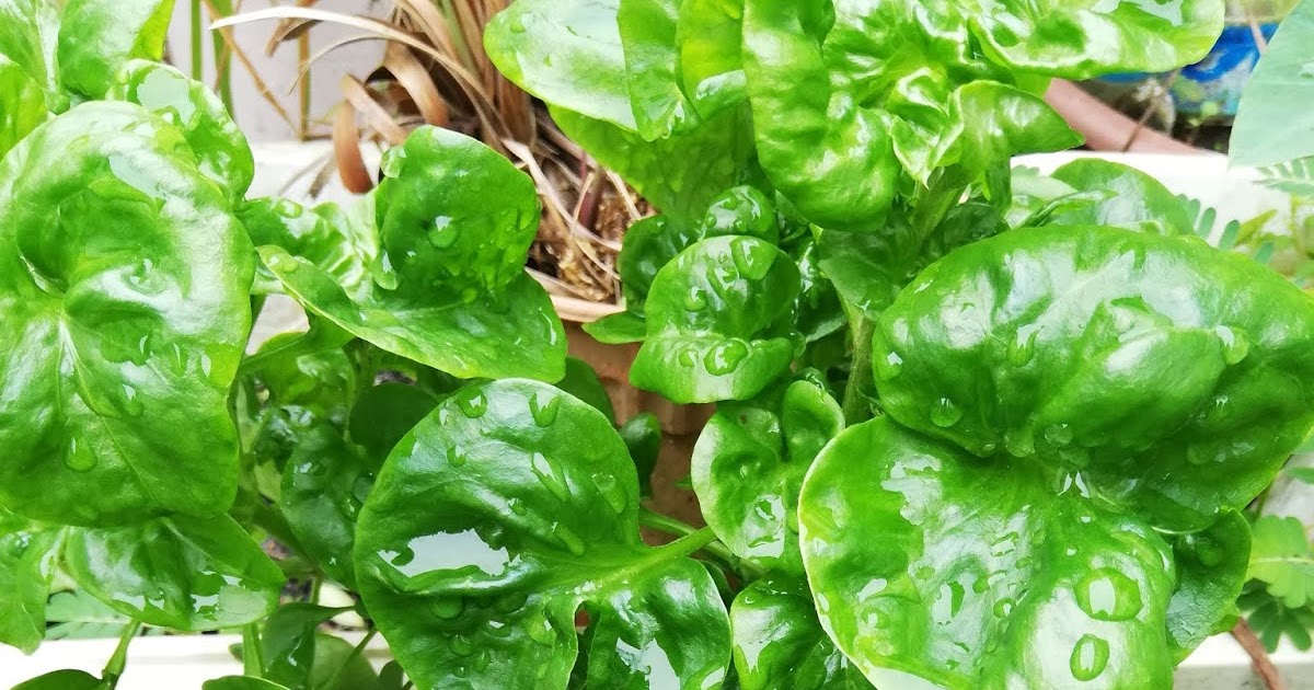 Afsyanur.com: Bayam Brazil