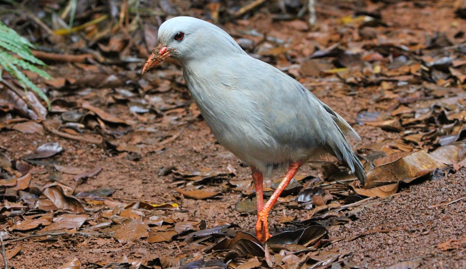 Worldbirder: Kagu: Photo Essay