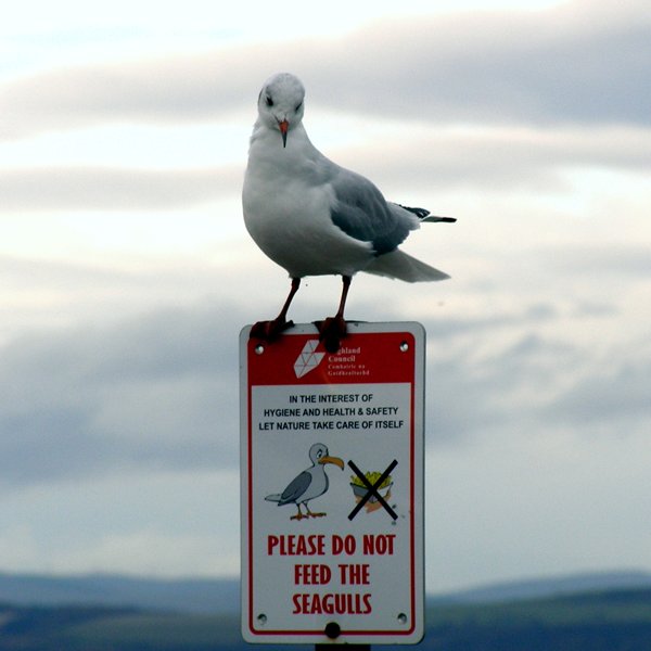 A Gurn from Nurn: Sad seagull reading the sign?