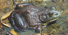 Wednesday in the garden: Bullfrogs