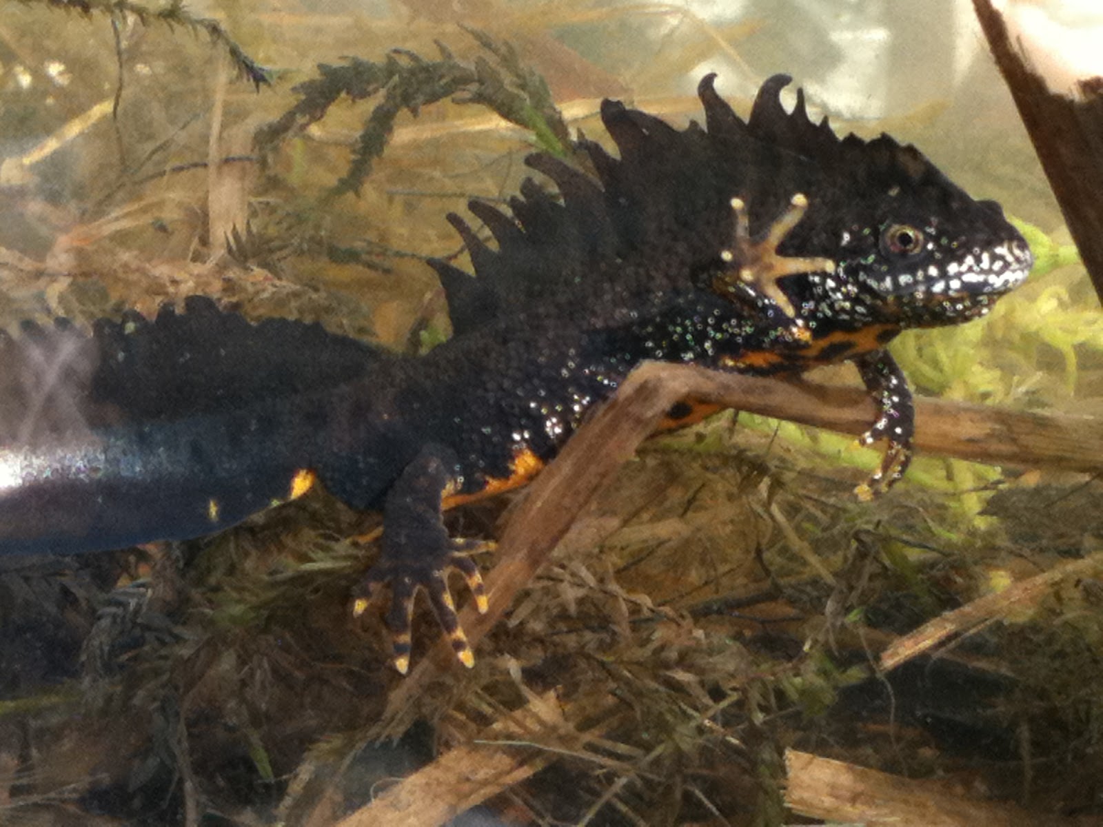 Froglife news: Froglife and Newts on Springwatch!