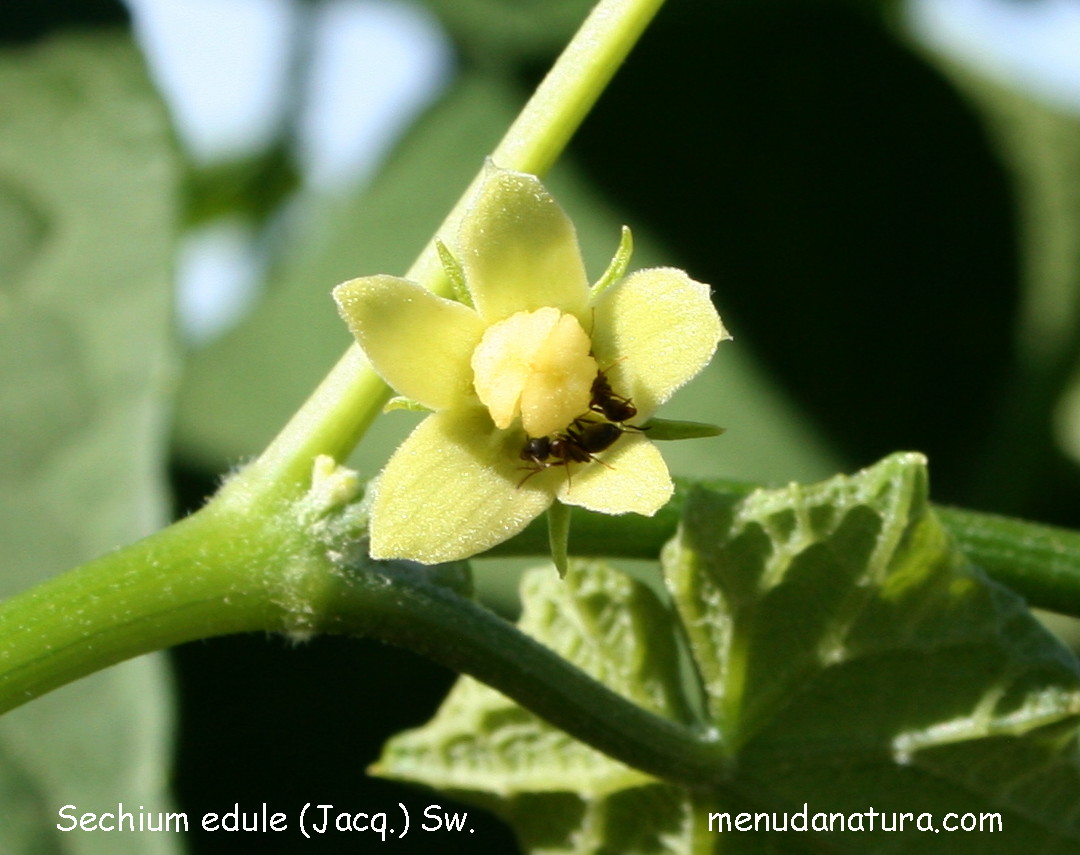 Menuda Natura: Sechium edule (Jacq.) Sw.