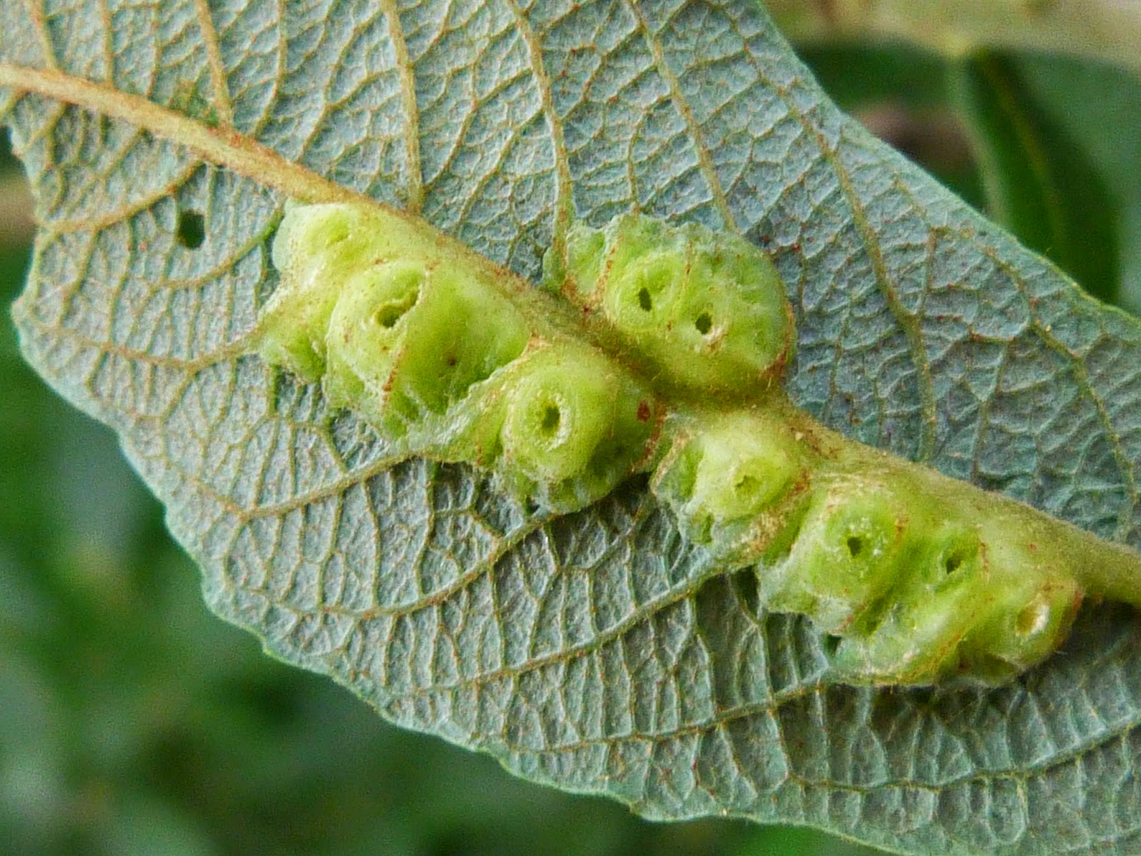 Insects of Scotland: Galls/Leaf-miners