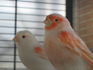 I colori dei canarini