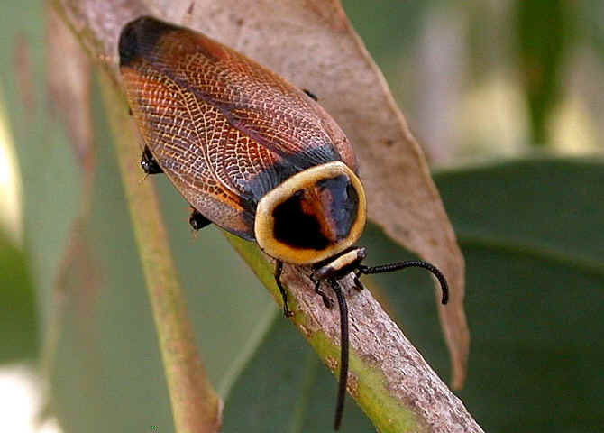 Loa animales mas raros del planeta: Los 5 insectos mas raros del mundo
