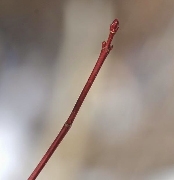 Field Biology in Southeastern Ohio: Maples of Ohio