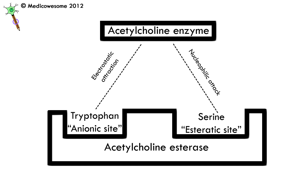 Medicowesome: Mechanism of action of anticholinesterase enzyme