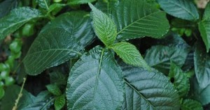 Khasiat dan Klasifikasi Daun Pecah Beling