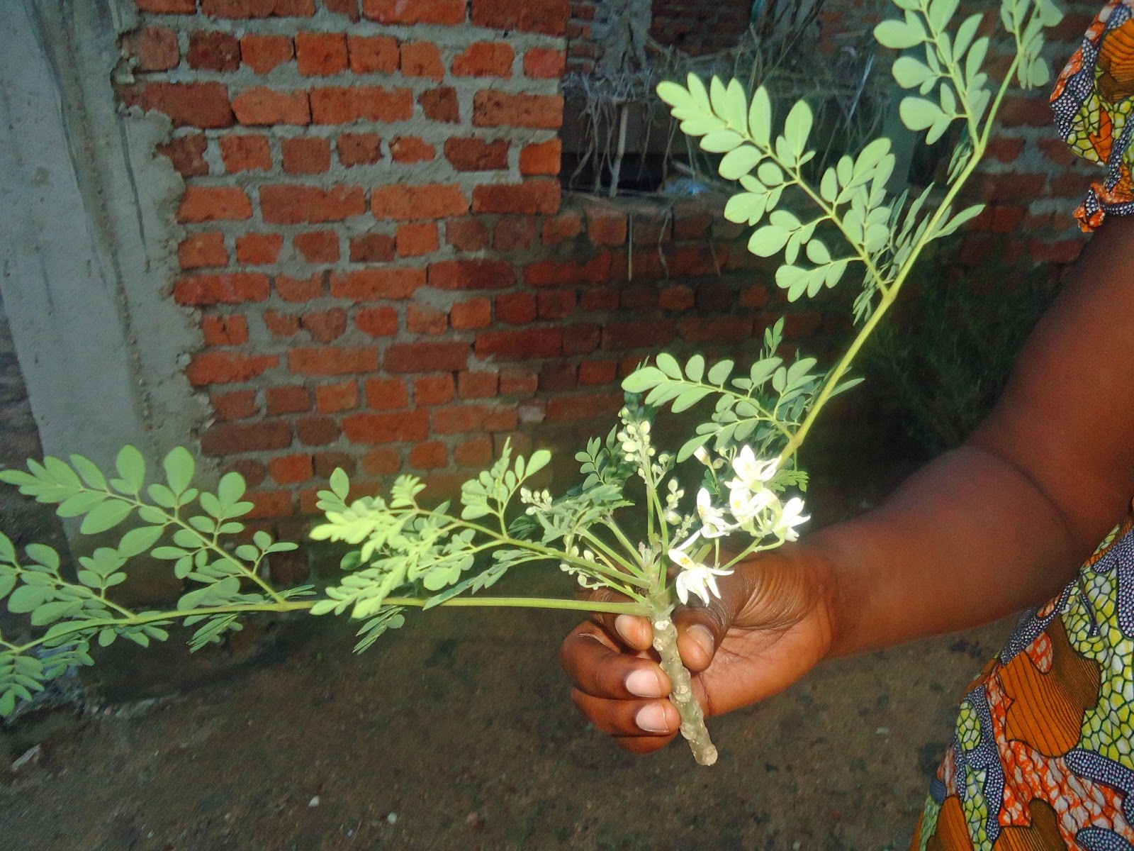 PASSIONS SUD: Plante magique n°1 : Le Moringa oleifera