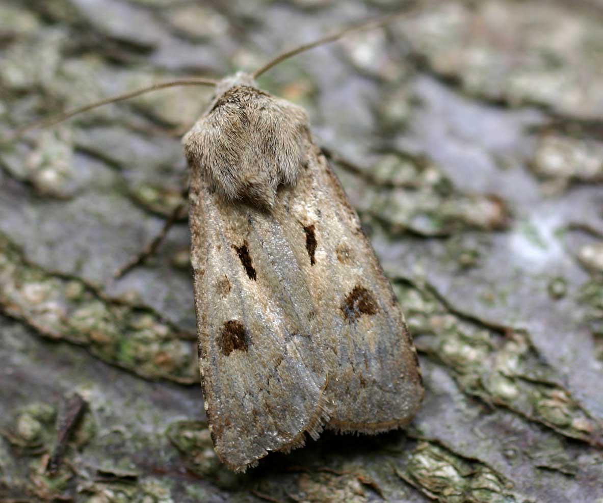 Variety of Life: Agrotis